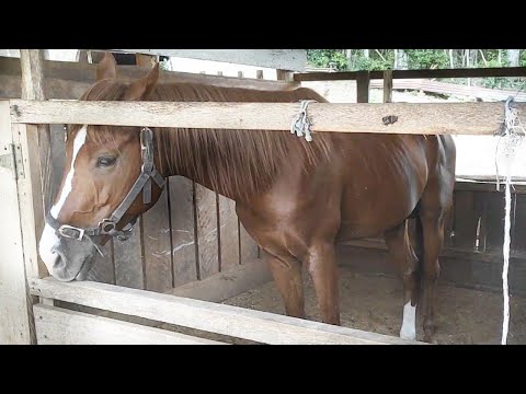 Healthy horse breeding