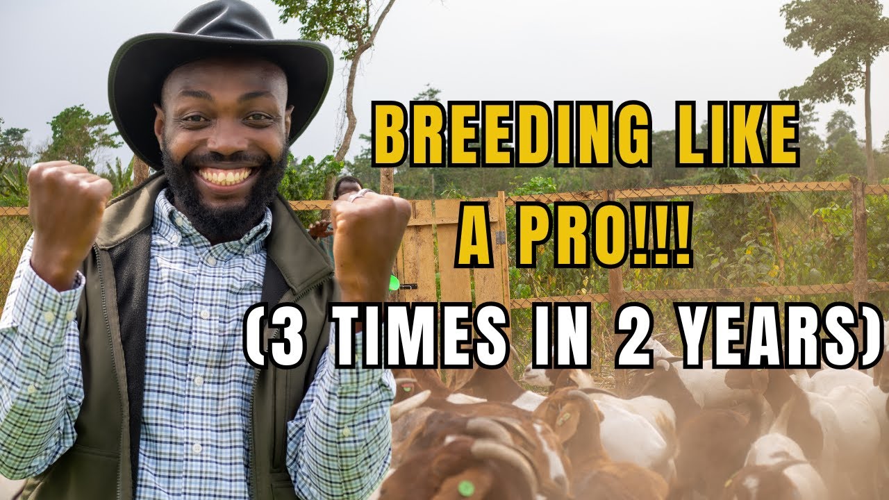 Simple Goat Breeding Tips That Will MULTIPLY Your Herd!| Beginner's ...