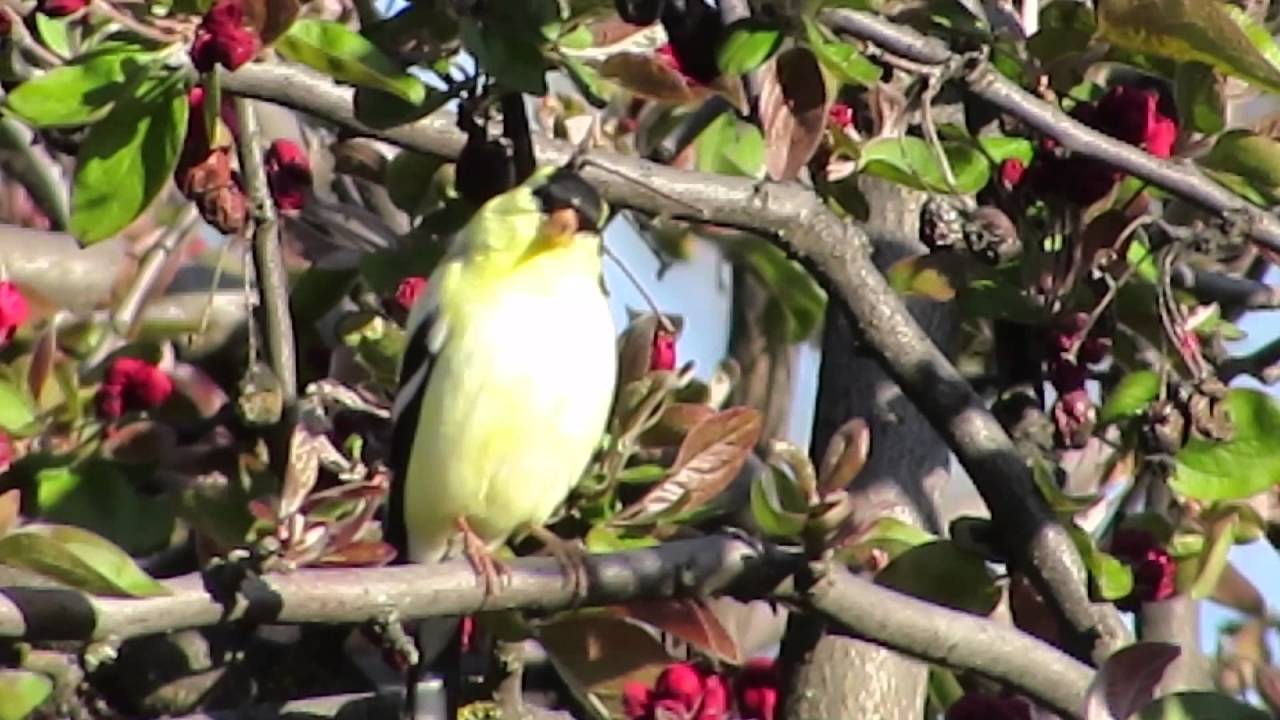 Goldfinch singing - YouTube