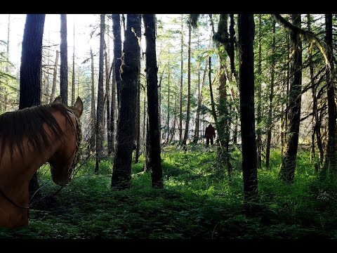 *NEW* BIGFOOT EXPEDITION: WITH MULTIPLE SASQUATCH ENCOUNTERS! - YouTube