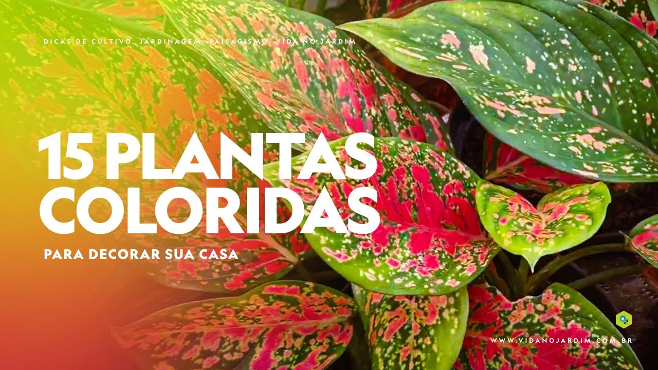 15 PLANTAS COLORIDAS para DECORAR a CASA - YouTube