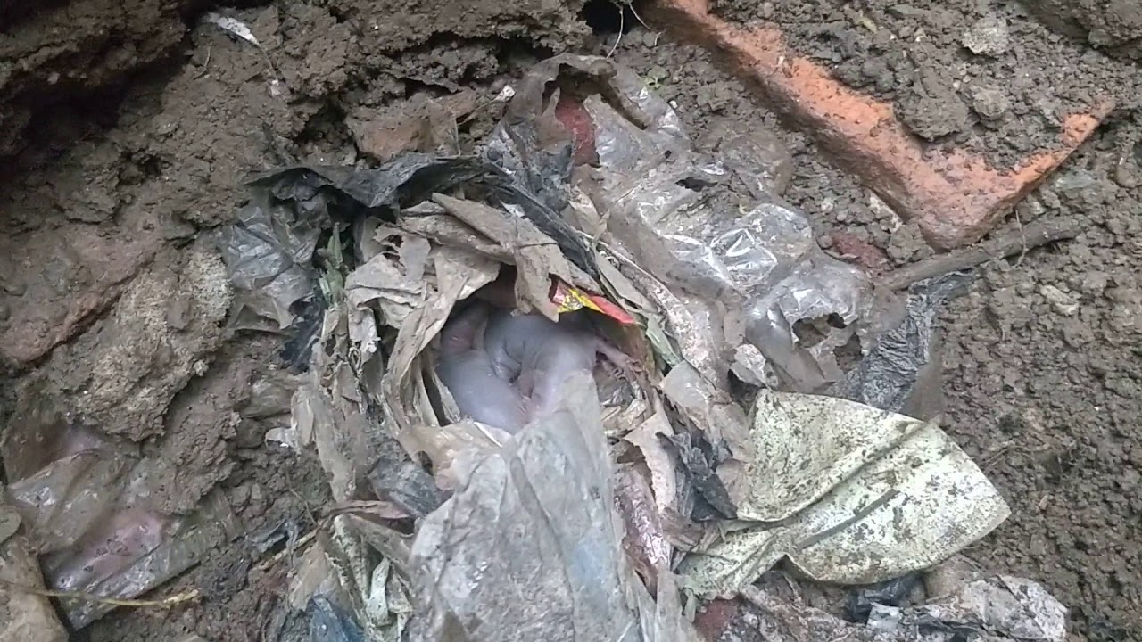 Mice inside inspection chamber | Drain Cleaning - YouTube