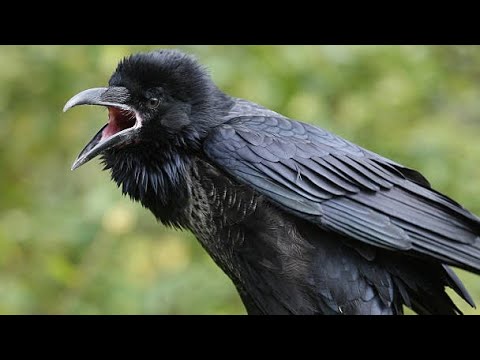 🎥 Video Shoot in Pakistan | Real View of Sindh 🏞️ | Crow Sounds 🐦 ...