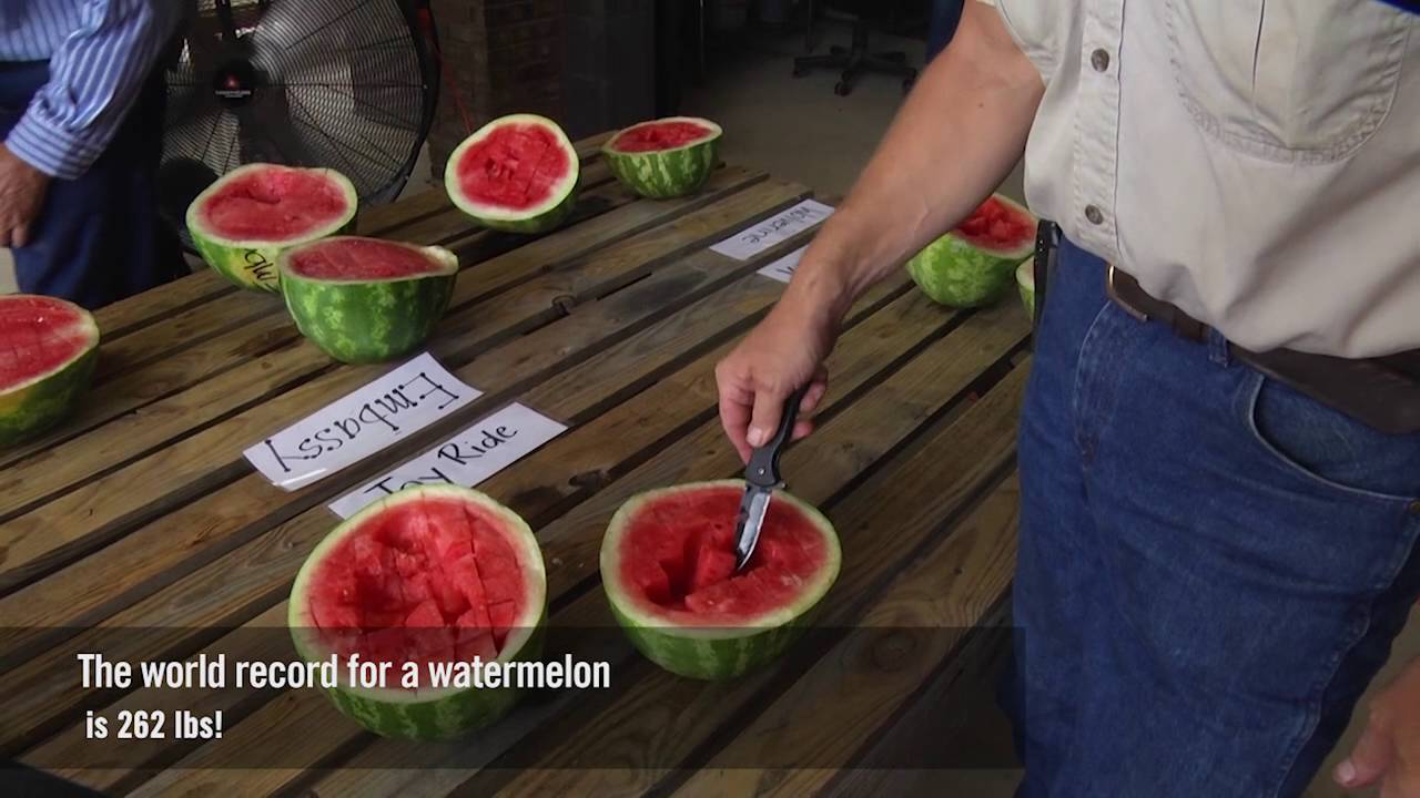 South Carolina Watermelon - YouTube