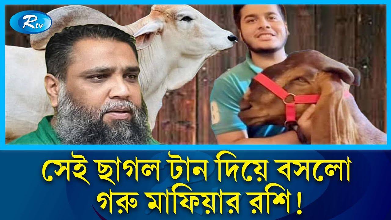 মতিউর কাণ্ডের পর এবার সেই ছাগল টেনে বসলো গরু মাফিয়ার রশি | Sadik Agro ...