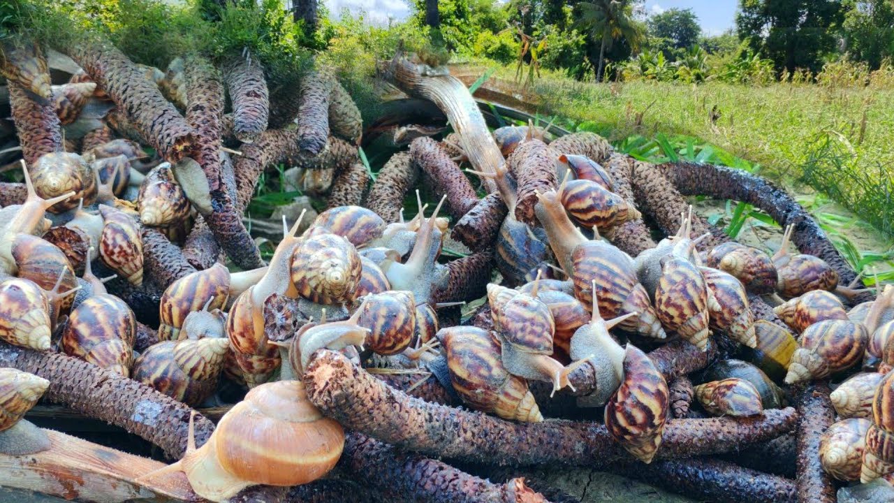 top amazing - catch strange snails a lot in under tree stump near the ...