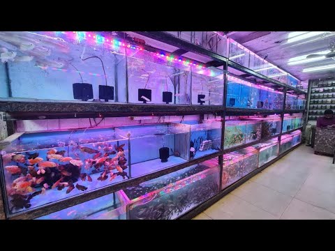 Aqua Planet Aquarium Fish Shop ।। Aqua Planet Aquarium Fish Shop ...