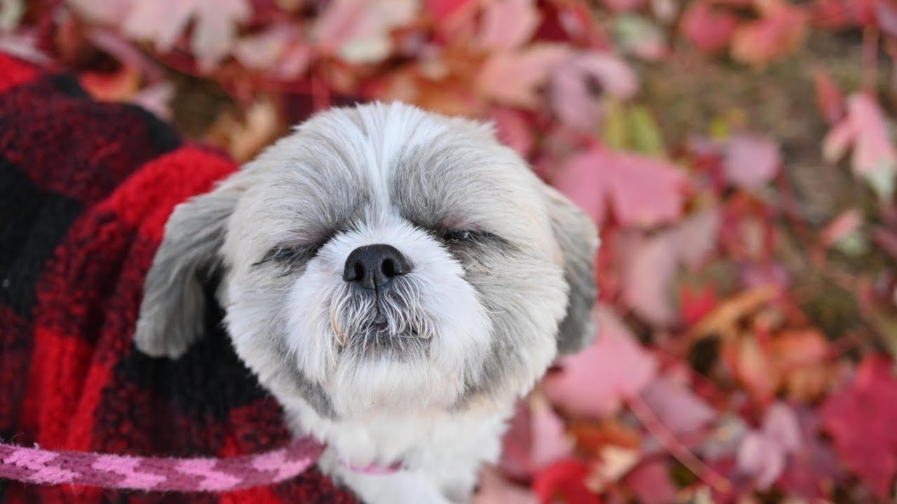 A Shih Tzu with Agility Potential? Shih Tzu Shenanigans - YouTube