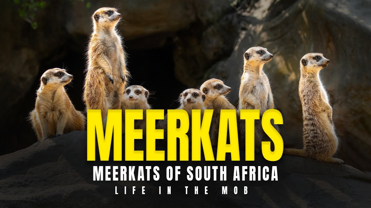 Meerkats of South Africa | Inside Nature’s Fiercest Desert Mob! - YouTube