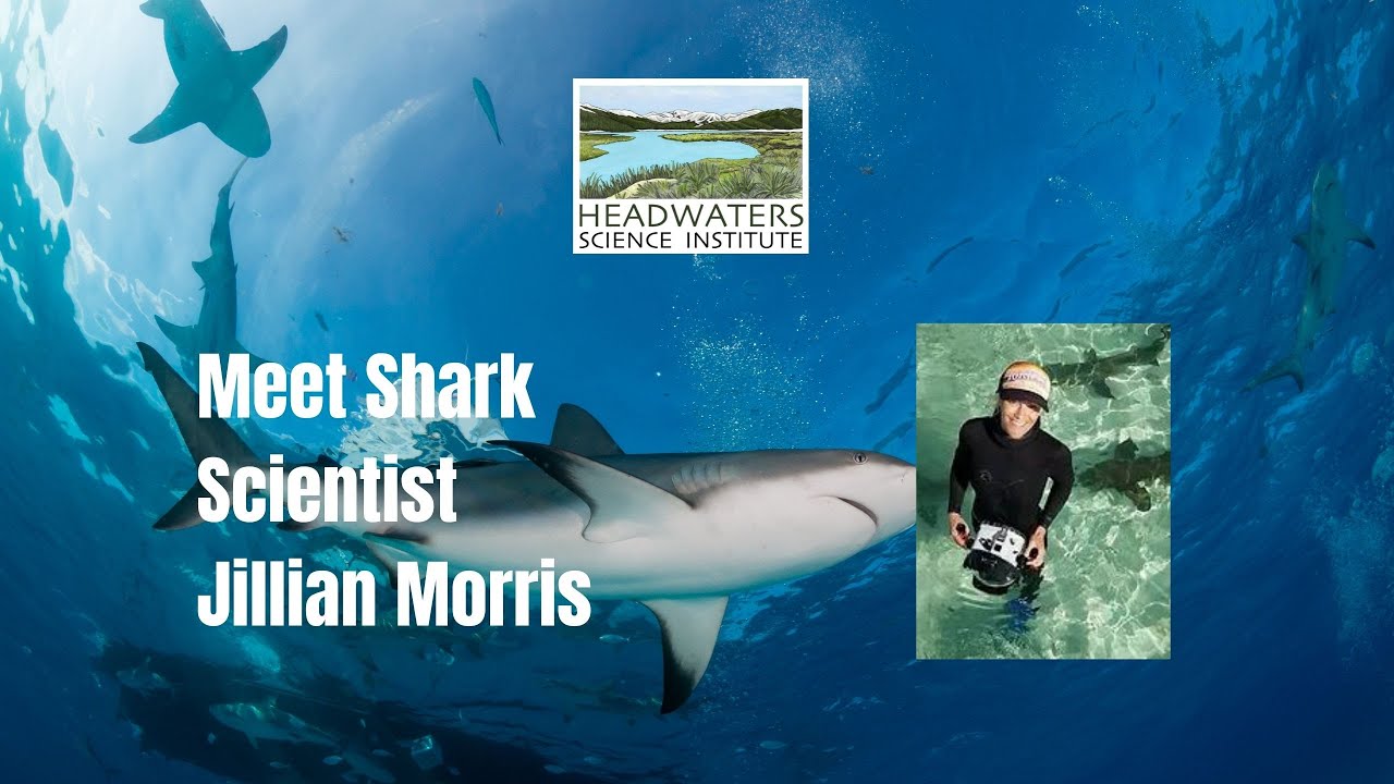 Lunch With A Scientist: Diving with sharks in the Bahamas with marine ...