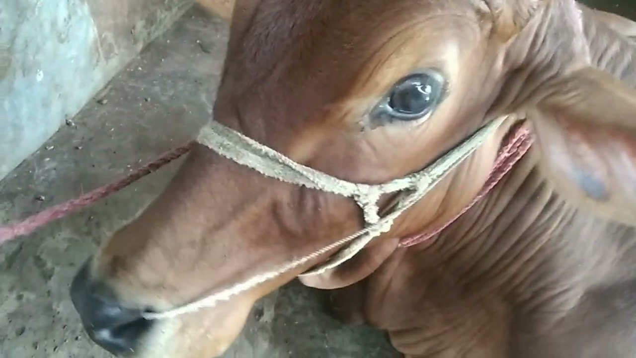 Many cows in the cow farm | Real Animals Around Tube - YouTube