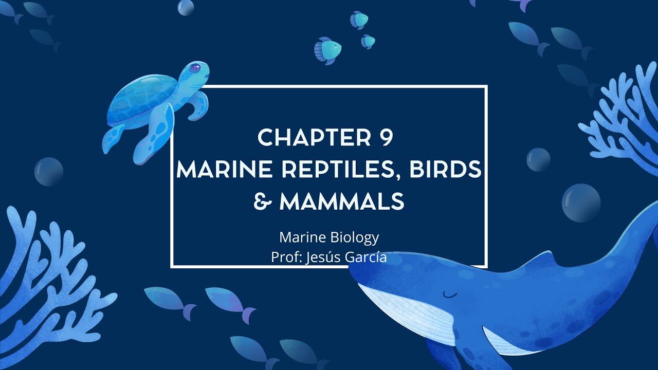 Chapter 9 - Marine Reptiles, Birds, and Mammals - YouTube