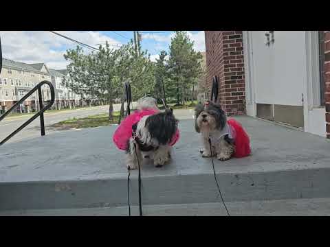 Angel in Pink: A Tribute to My Soprano in Fur. August 16, 2024