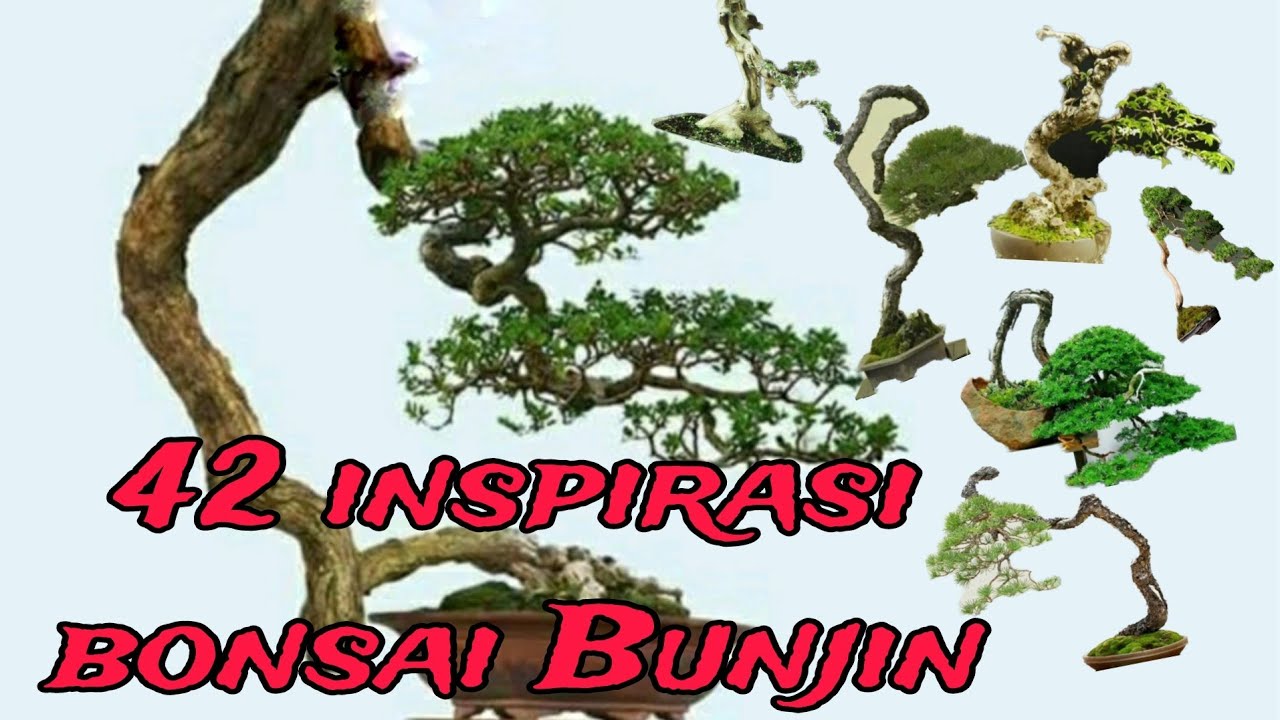 42 inspirasi bonsai gaya bunjin // 42 bunjin style bonsai inspirations ...
