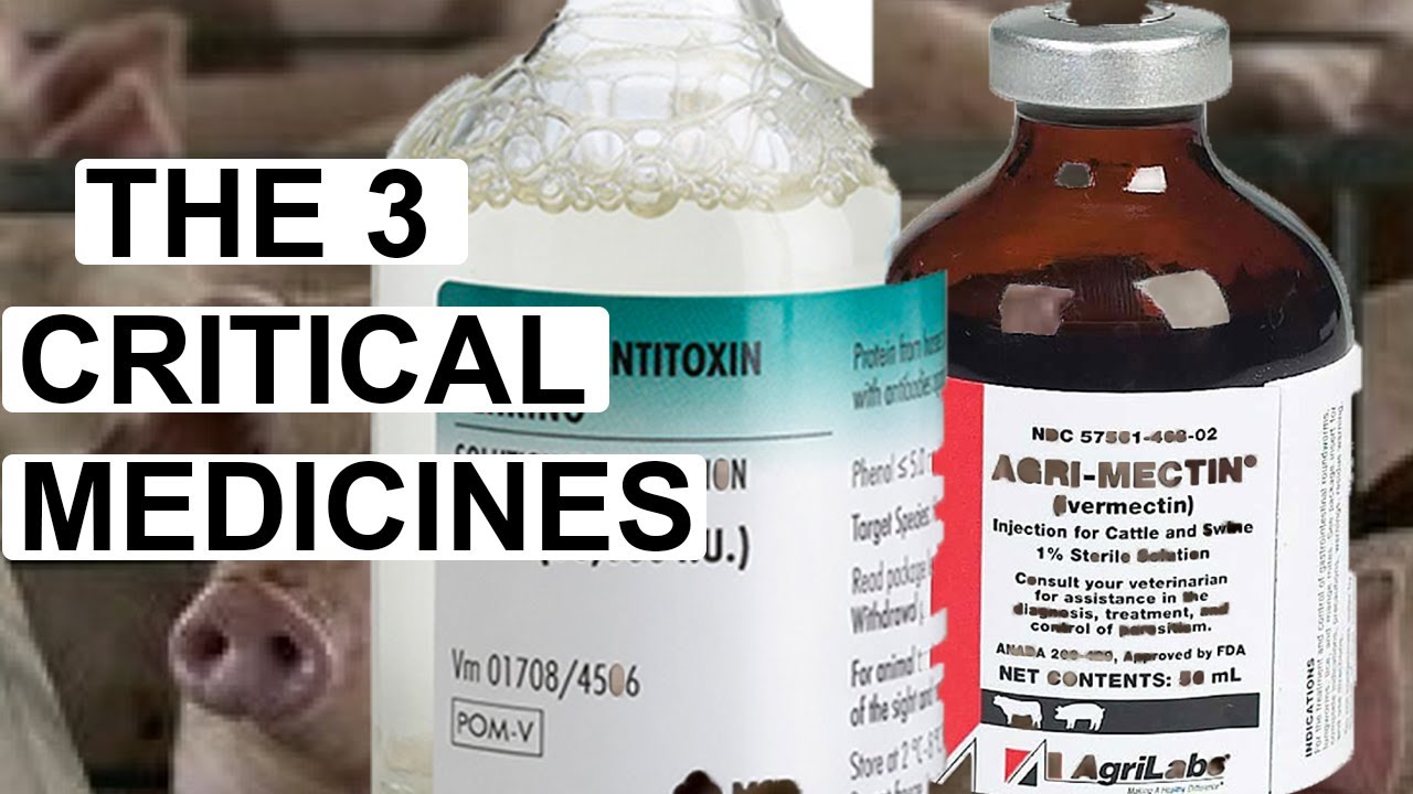 Vaccination In Pig Farming: 3 Critical Medicines In Pig Farming You ...