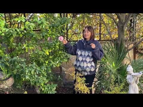 Kamelya bitkisi ,camellia japonica bakımı hastalıkları