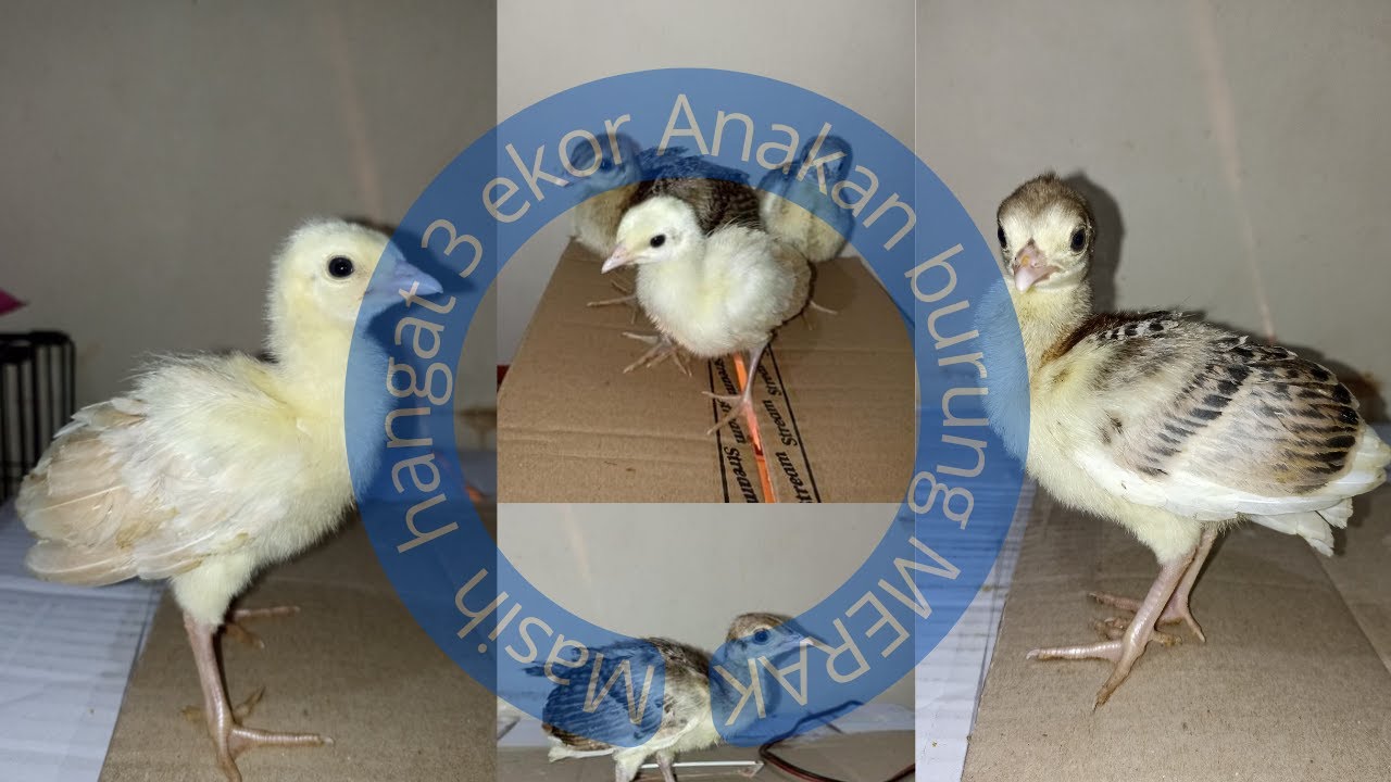 Kedatangan Lagi Anak Burung Merak Biru Unboxing anakan burung merak ...