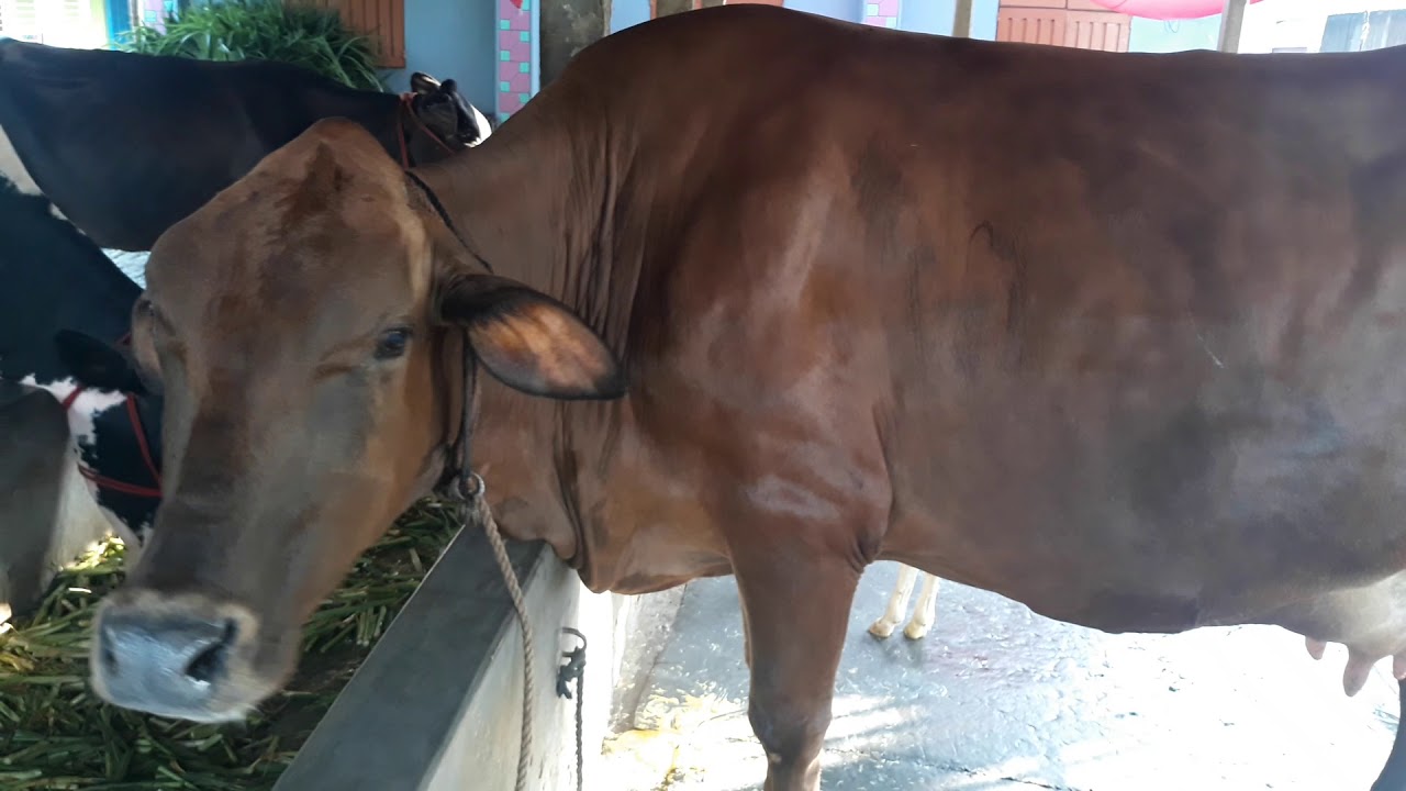 mundi cow for sale | jisan dairy farm | 01721302544 | 01872245342 - YouTube