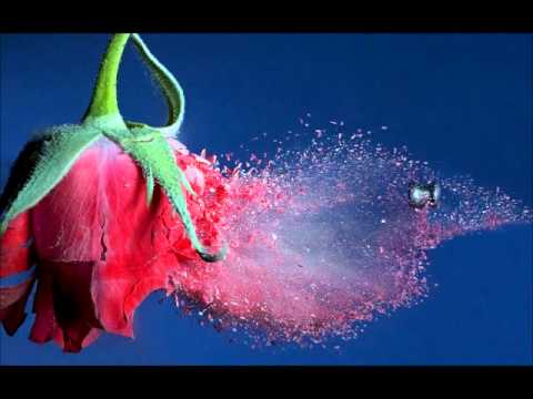 Engin Bayrak - Gül Yapraklarıyla Bir Başına