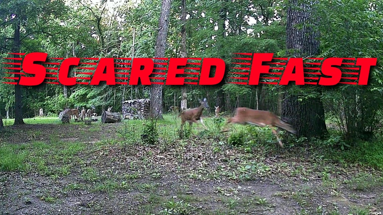 Run Rusty Run! - YouTube