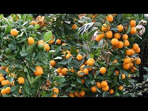Chainis orange (Kamla) stock in kolkata india - YouTube