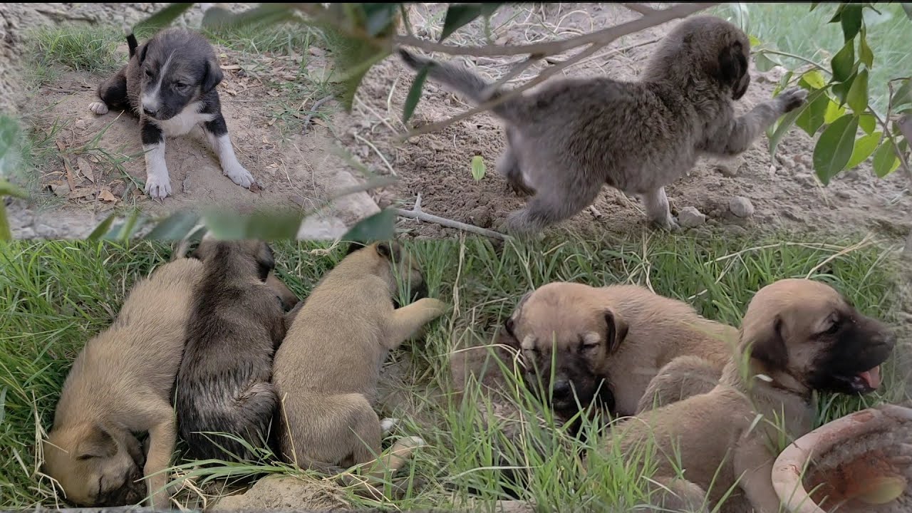 Cute Baby Dogs - YouTube