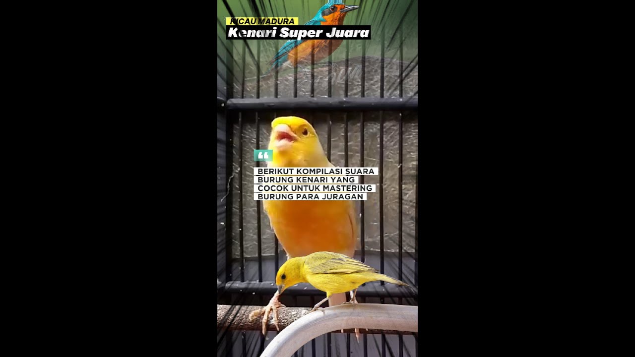 Suara Burung Kenari Super Juara- Cocok untuk Mastering - YouTube