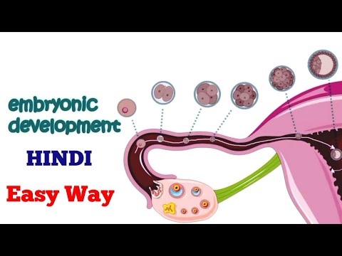 #Board Easy Way to Understand Embryonic Development (Easy Way) - YouTube