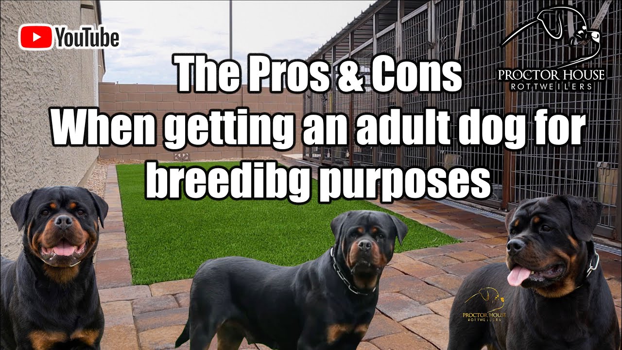 Pros & Cons When Getting An Adult Dog For Breeding Purposes - YouTube