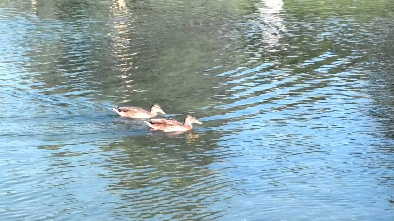 Nokia 808 ducks - YouTube