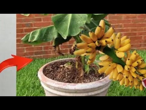 🍌Başardım! Muz Tohumundan Muz Nasıl Yetiştirilir? 🍌🌱✨Evde Muz Yetiştirme