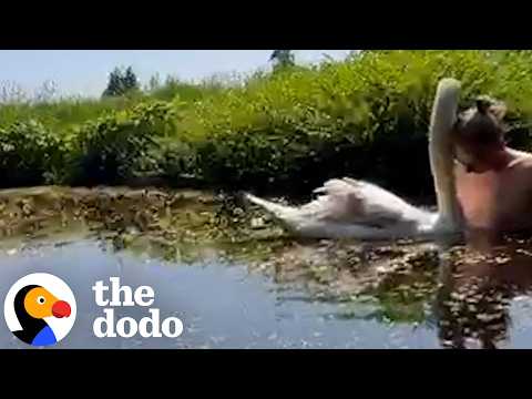 Baby Swan Demands Cuddles With Dad 24/7 | The Dodo
