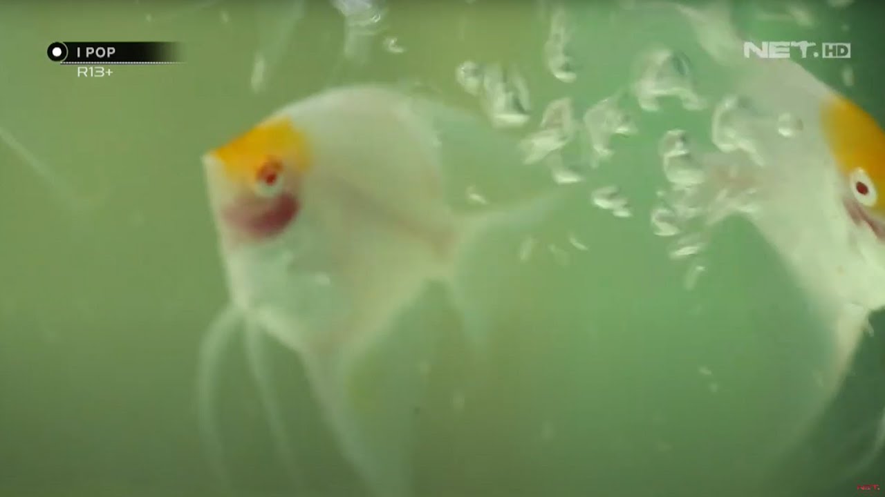 Red Cup Albino si Primadona Ikan Malfish - IPOP - YouTube