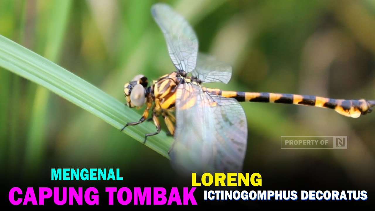 MENGENAL CAPUNG TOMBAK LORENG / COMMON FLANGETAIL - ICTINOGOMPHUS ...