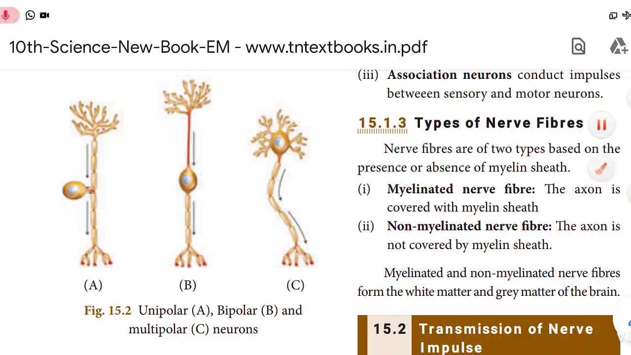 UNIT -15 - Types of neuron , Types of nerve fibres,Transmission of ...