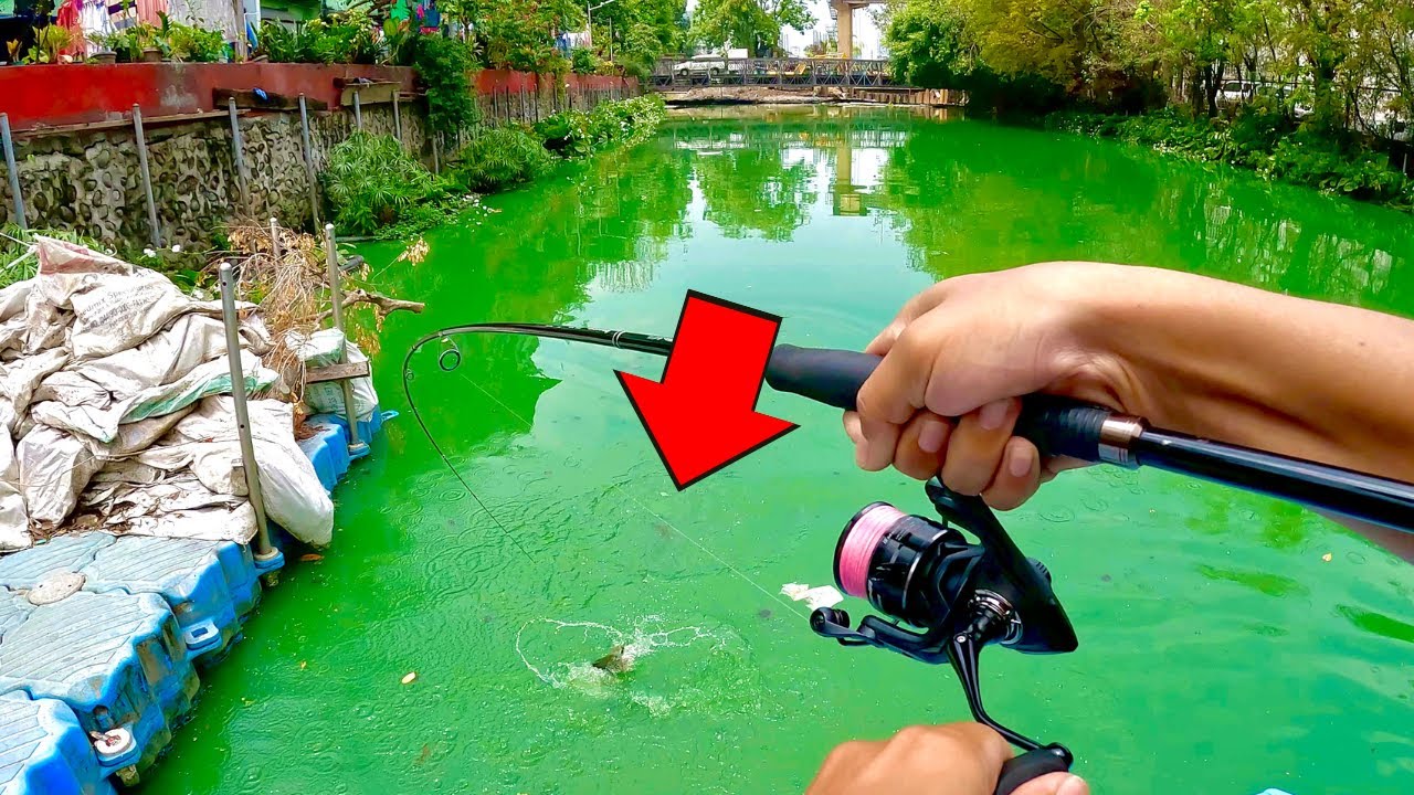 This CANAL is LOADED with SNAKEHEAD FISH | Fishing in the Philippines ...