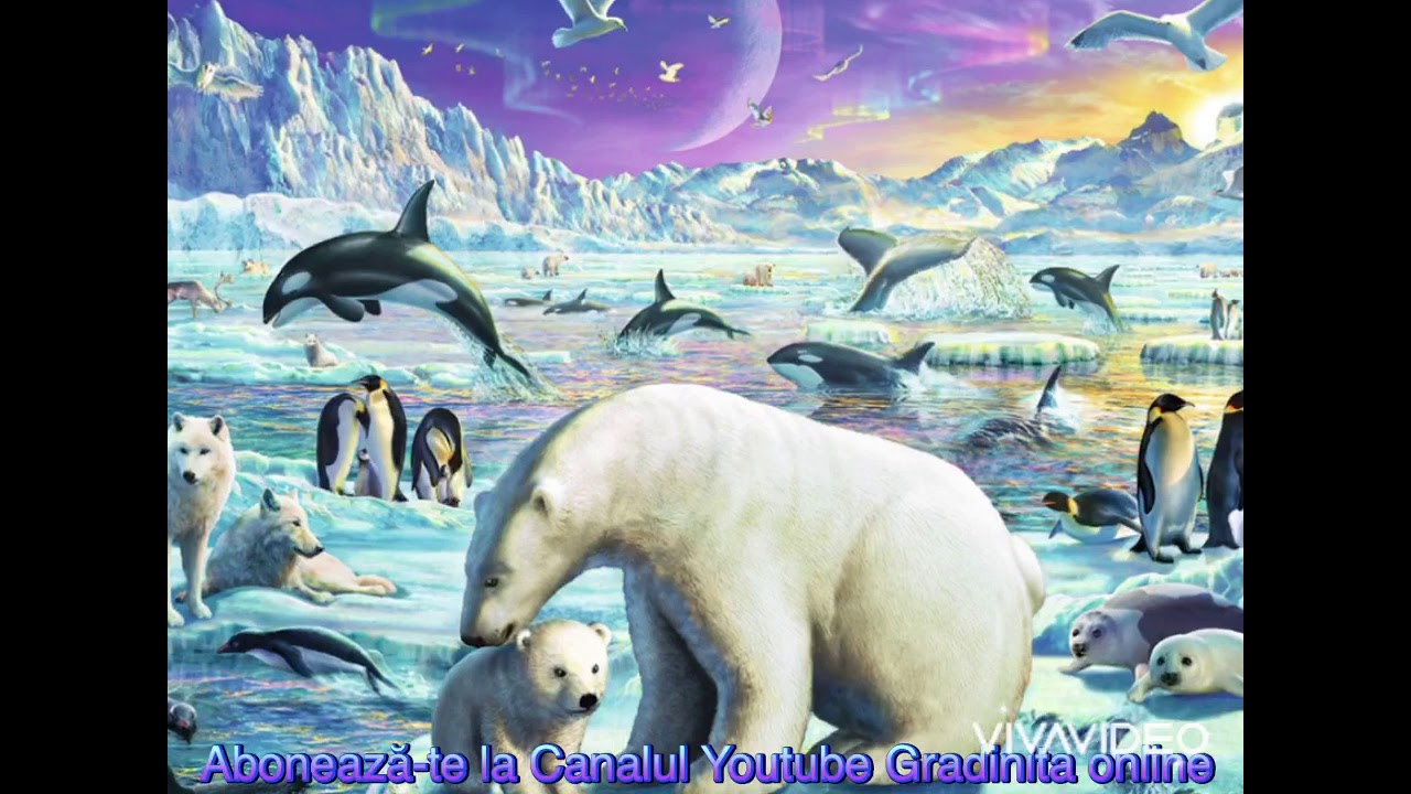 Animale polare 🦭🐧🐻‍ ️ - YouTube