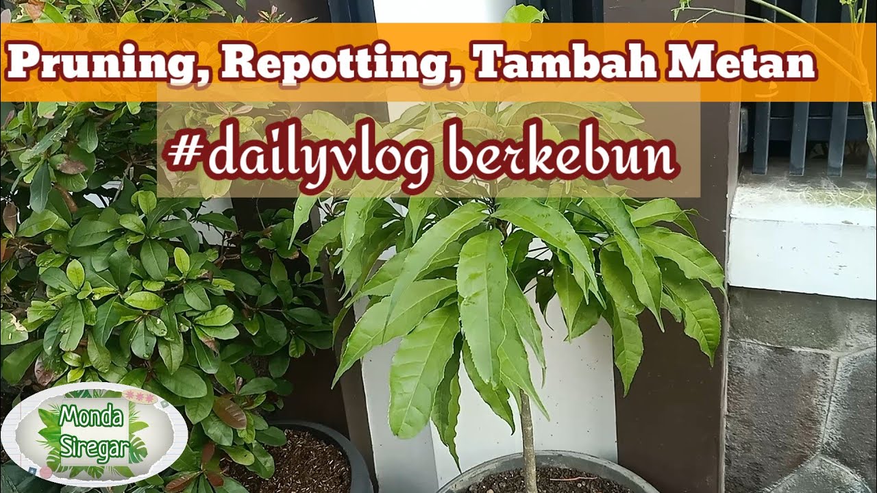 Pruning Pohon Matoa, Syzygium Daun Salam, Repotting Kelor Moringa Dan ...