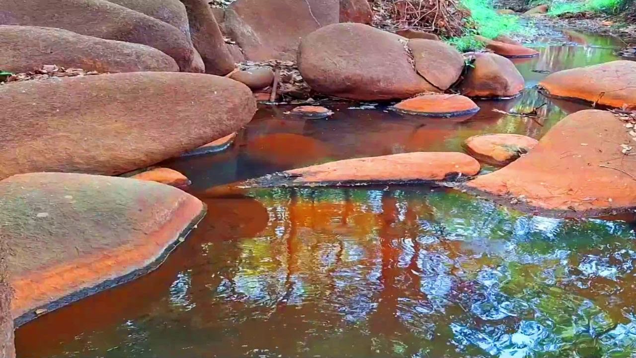 FOREST RETREAT: CALMING BIRD CHATTER AND BROOK MURMURS FOR RESTFUL ...