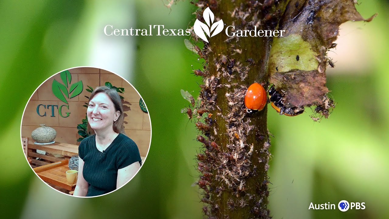 How Aphids Keep Ladybugs Around: Wizzie Brown - YouTube