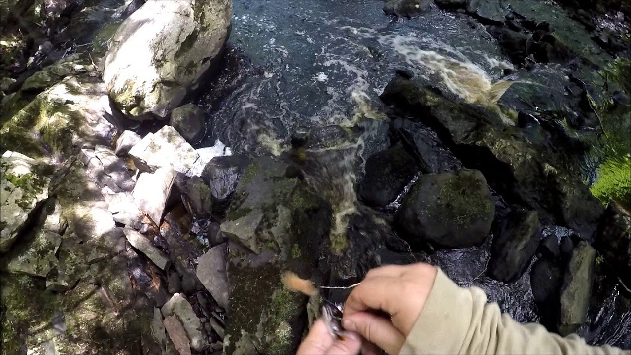 Native Brook Trout Fishing a small lost stream - YouTube