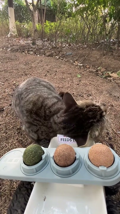 They love catnip #catshorts #cat #adoptstrays #cuteanimal #pets #prettycat #cutecat #cute # ...