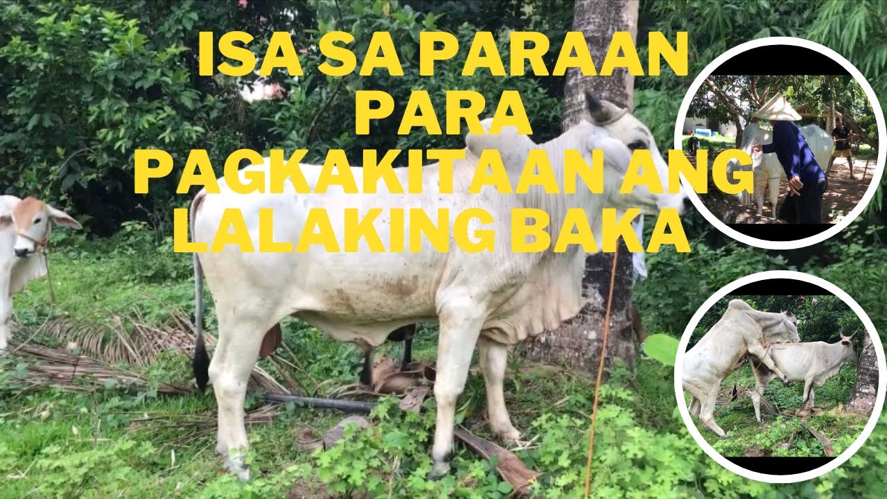 Isang Paraan Para Pagkakitaan Ang Ating Alagang Lalaking Baka 🍃 - YouTube