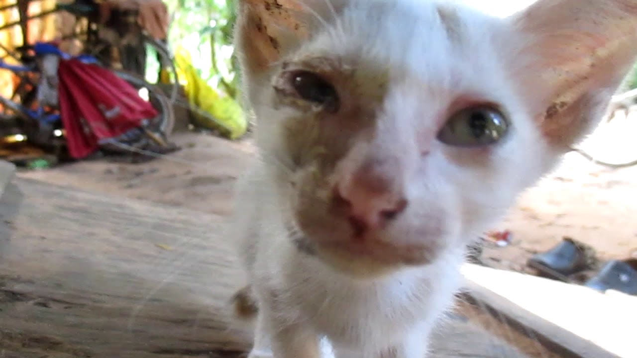 Amazing and pity cats' babies getting sick, so pity to them - YouTube