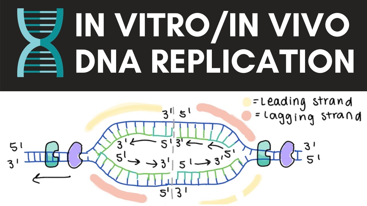 In vivo and in vitro DNA replication - Cell biology - YouTube