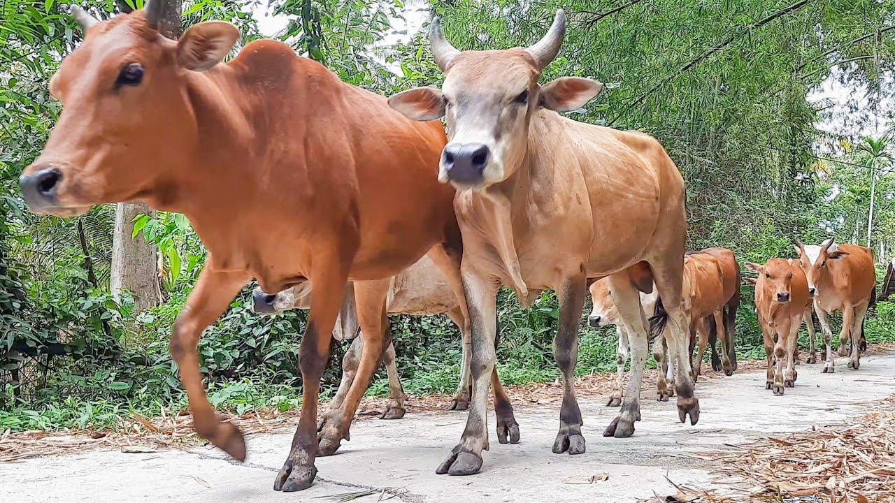 Video Sapi Kampung yang jinak Berkeliaran Di ladang - Cara Gembala Sapi ...