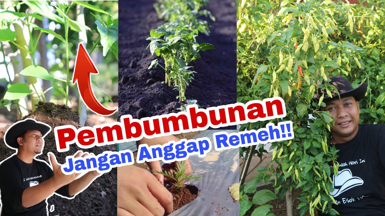 Dianggap Remeh padahal PENTING! Efek nyata Pembumbunan Tanah | Adding ...
