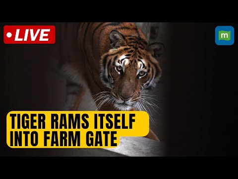 Wild Siberian tiger rams itself into farm gate in northern China | N18G