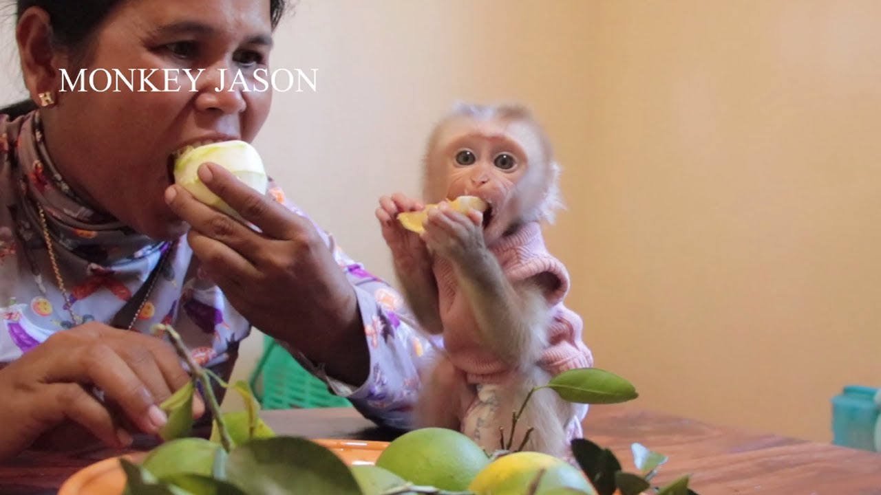 Small Monkey Jason Run Fast To Eat Fresh Orange With Mom When Get Up ...