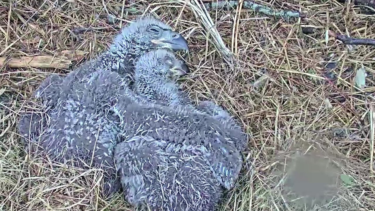 SWFL Eagles~ Cuteness overloaded 🥰Siblings are cuddling~8:48 am 2023/01 ...